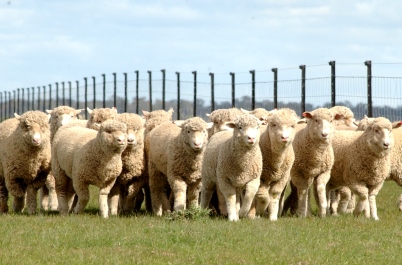 Home | Sheep Genetics