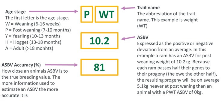 ASBVs and Indexes | Sheep Genetics